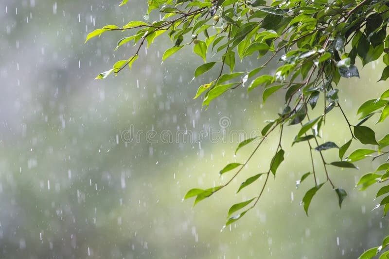 Selva Tropical De La Llovizna Fotos de stock - Fotos libres de regalías ...