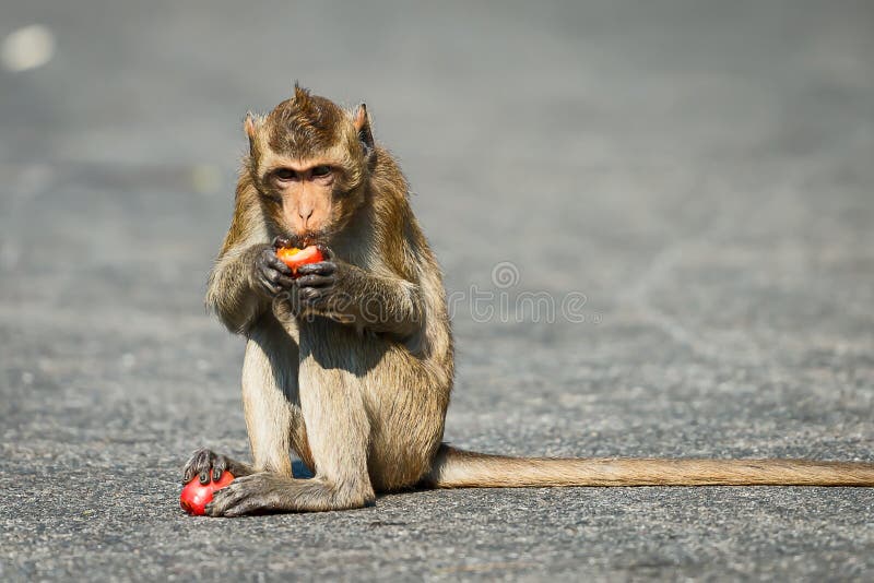 Selva Tropical De Macacos Pequenos Foto de Stock - Imagem de macacos ...