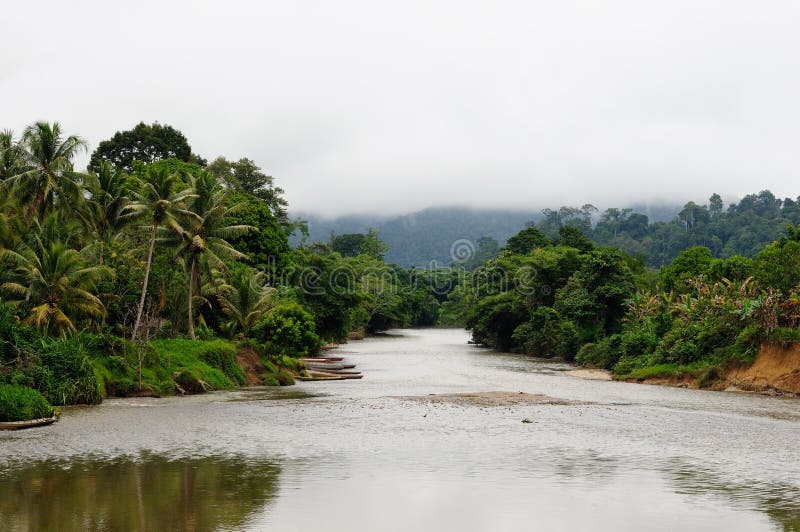 Selva Tropical En Una Isla Borneo En Indonesia Imagen de archivo ...