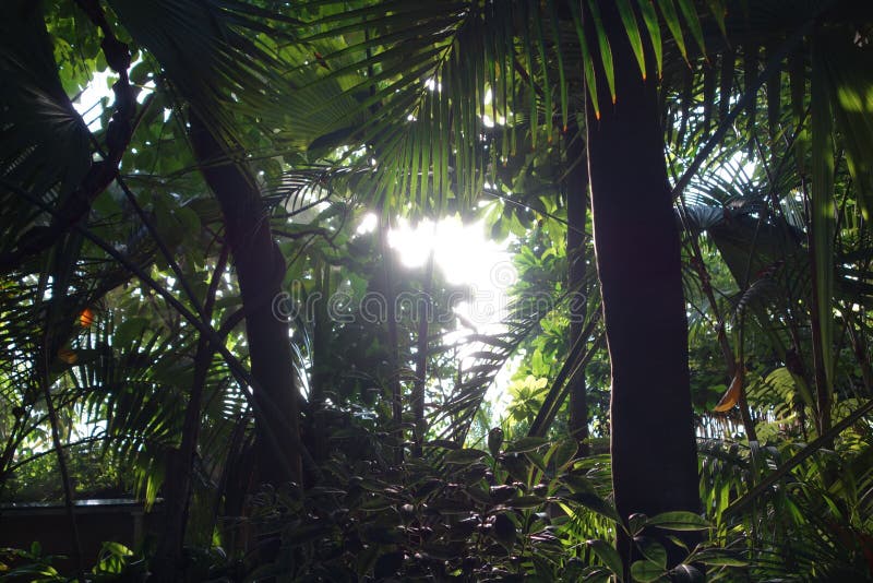 Selva tropical húmeda imagen de archivo. Imagen de verano - 47904125