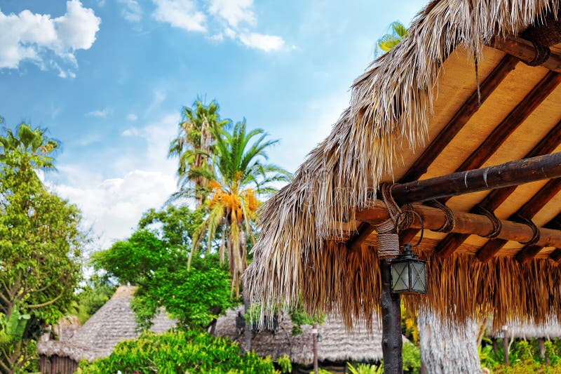 Selva tropical húmeda imagen de archivo. Imagen de verano - 47904125