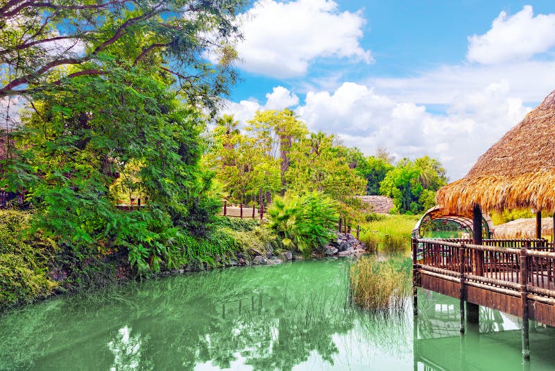 Selva tropical húmeda imagen de archivo. Imagen de verano - 47904125