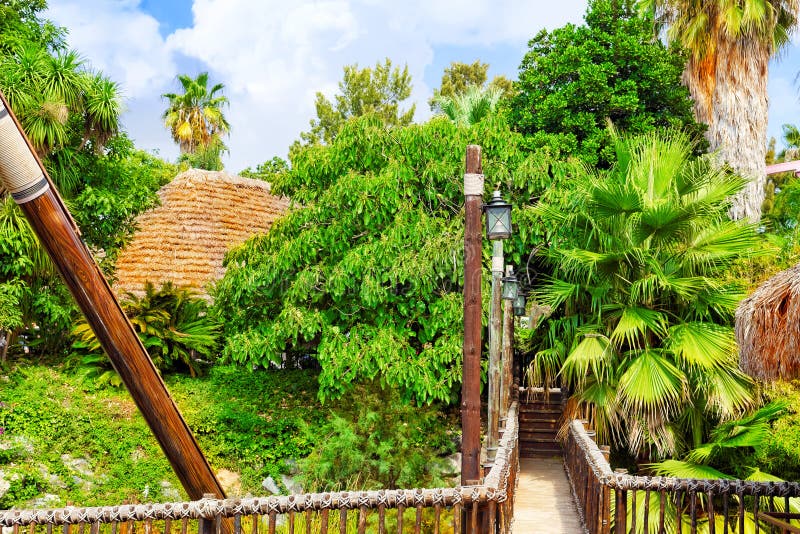 Selva tropical húmeda imagen de archivo. Imagen de arbusto - 47904533