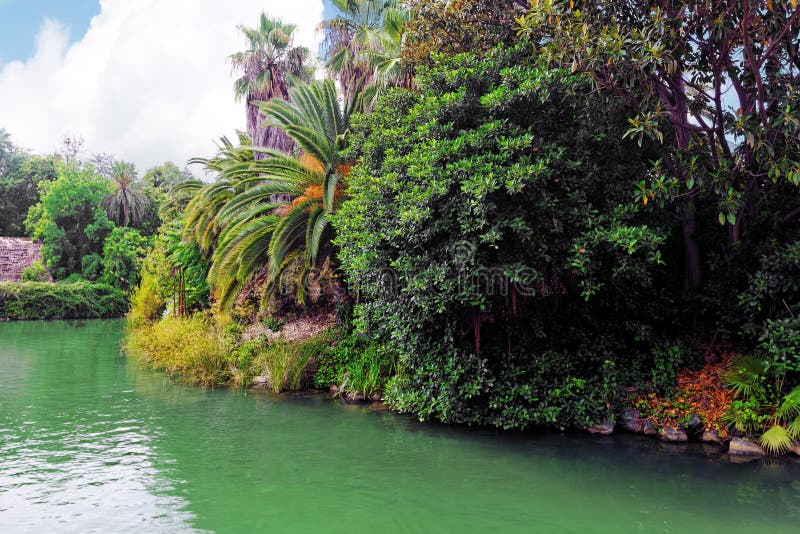 Selva tropical húmeda imagen de archivo. Imagen de verano - 47904125