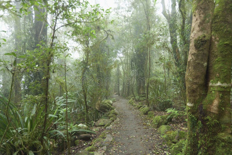 Alta Selva Henri Pittier National Park Venezuela De La Selva Tropical ...