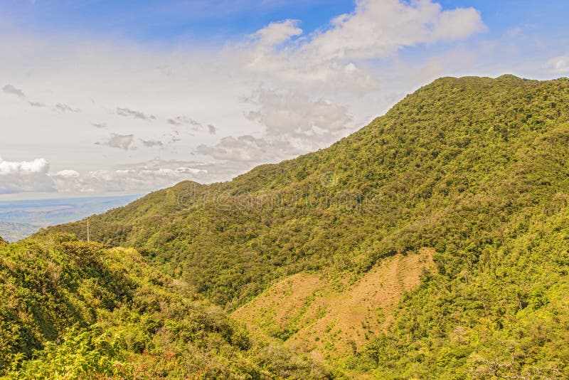 Bosque tropical en Panamá foto de archivo. Imagen de bosque - 38441086