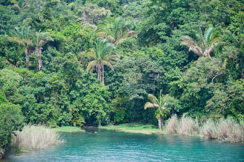 Selva tropical por el lago foto de archivo. Imagen de tropical - 8314282