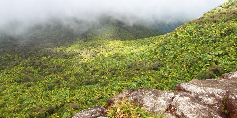 Selva Tropical Puerto Rico Del EL Yunque Foto de archivo - Imagen de ...