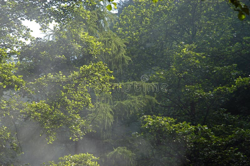 Selva tropical subtropical imagen de archivo. Imagen de extracto - 24494669