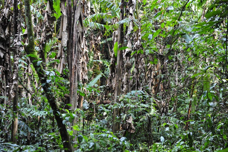 Selva tropical subtropical imagen de archivo. Imagen de tropical - 28605271