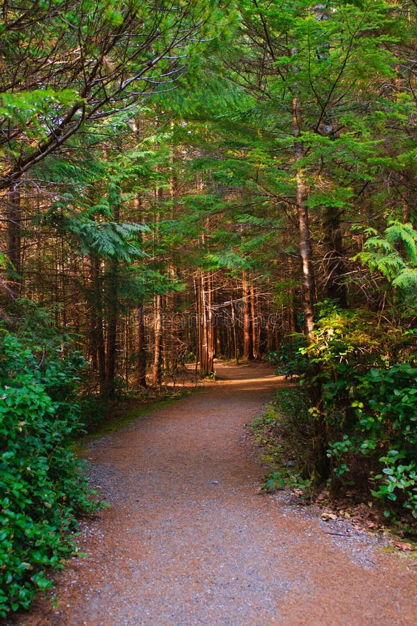 Selva tropical templada foto de archivo. Imagen de isla - 27591814