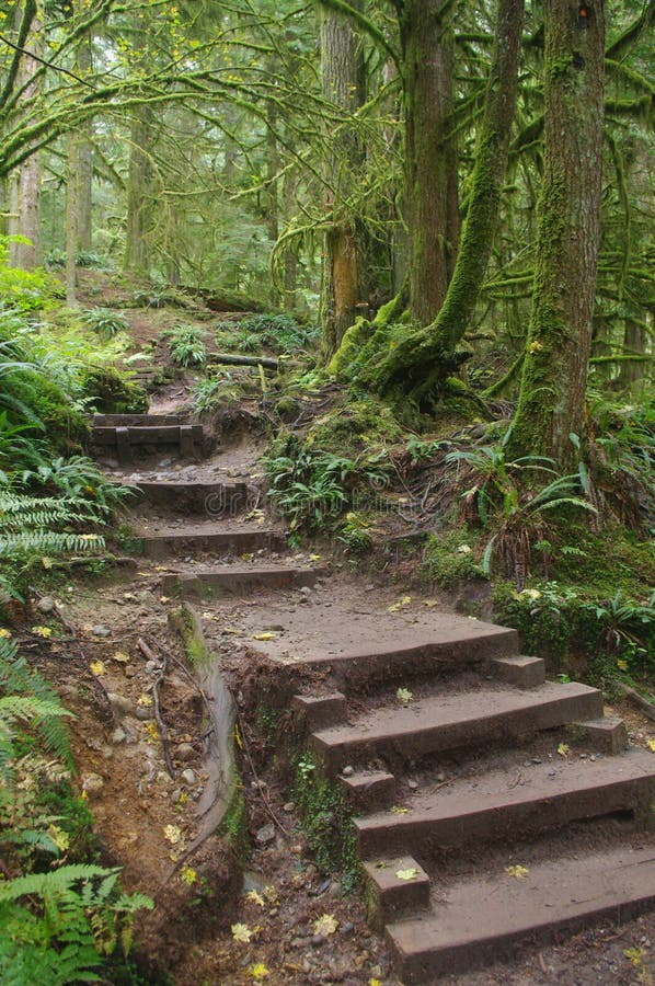 Selva tropical templada foto de archivo. Imagen de musgo - 33676594