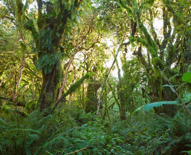 Selva tropical templada. foto de archivo. Imagen de lluvia - 33103044