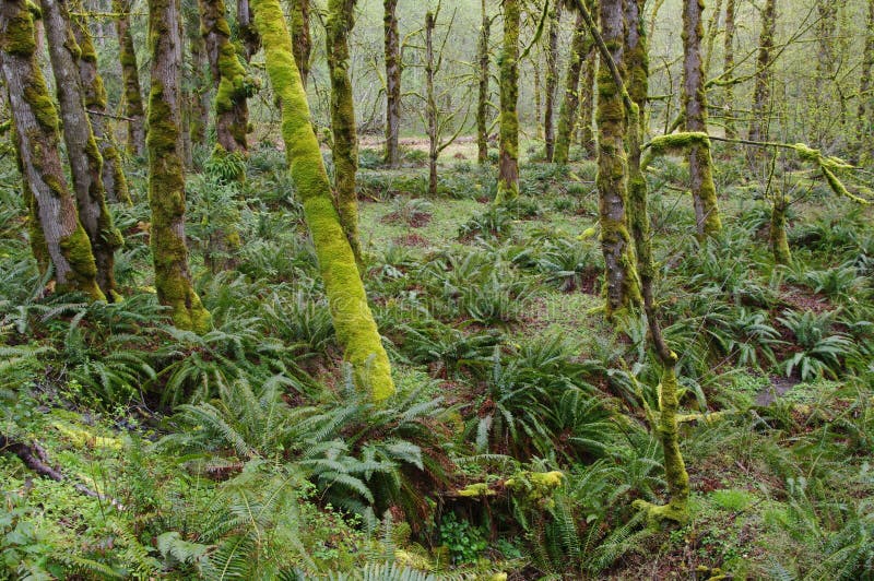 Selva tropical templada. foto de archivo. Imagen de lluvia - 33103044