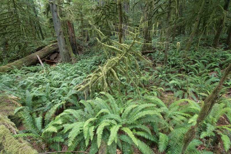 Selva tropical templada. foto de archivo. Imagen de tropical - 33103044