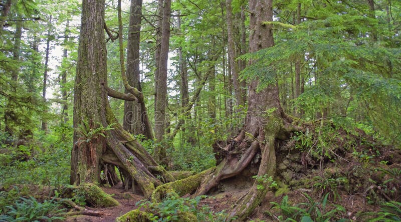 Selva Tropical Templada En La Costa Del Pacífico Imagen de archivo ...