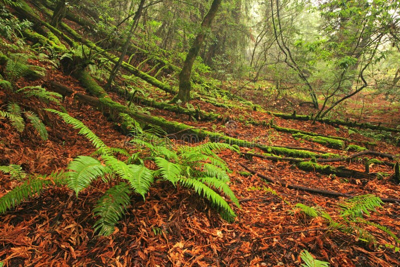 Selva tropical templada. foto de archivo. Imagen de lluvia - 33103044