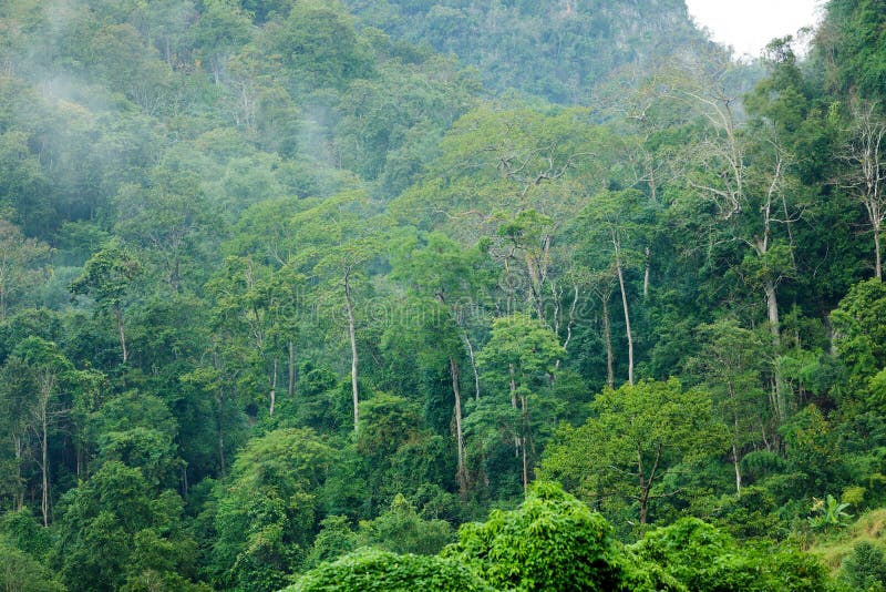 Selva tropical subtropical imagen de archivo. Imagen de tropical - 28605271