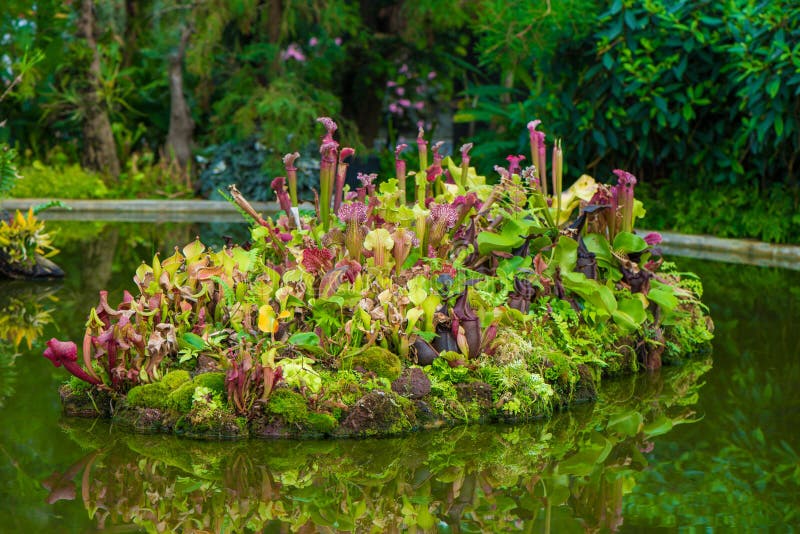 4,729 Orquídea De Selva Tropical Fotos de stock - Fotos libres de ...