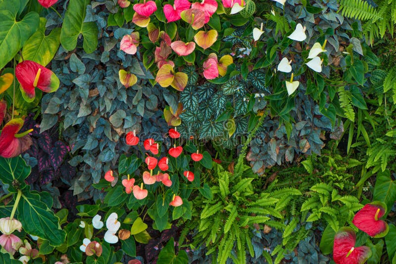 4,729 Orquídea De Selva Tropical Fotos de stock - Fotos libres de ...