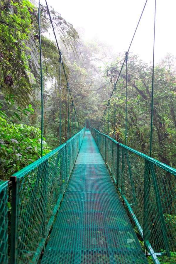 Selva Tropical Tropical, Costa Rica Imagen de archivo - Imagen de ...