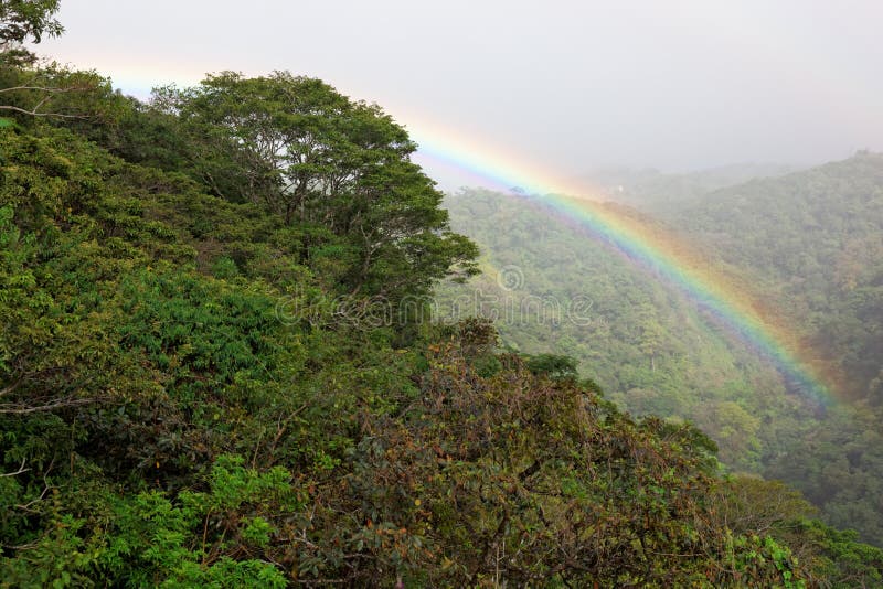 Selva Tropical Tropical, Costa Rica Imagen de archivo - Imagen de ...
