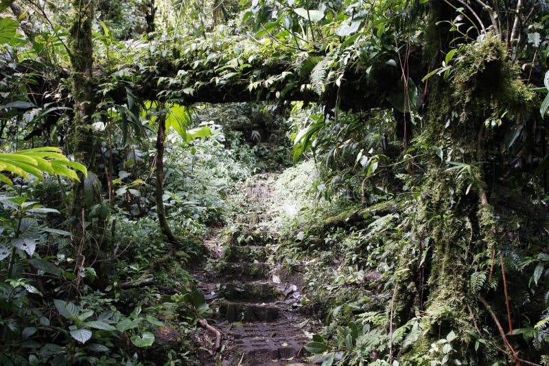 Selva Tropical Tropical (Costa Rica) Foto de archivo - Imagen de hoja ...