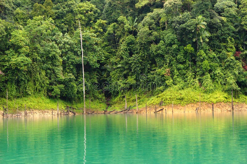 Paisaje Tropical De La Selva Tropical Con El Lago Hermoso Imagen de ...