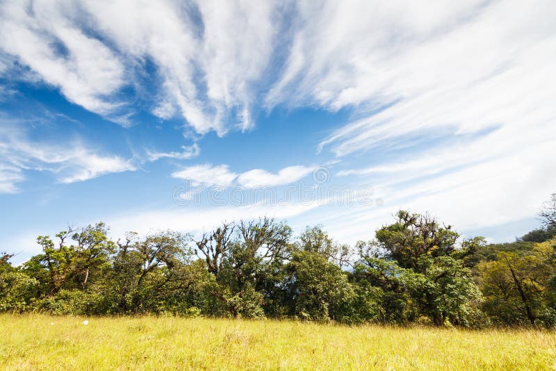 Selva Tropical Y Cielo Azul Imagen de archivo - Imagen de exterior ...