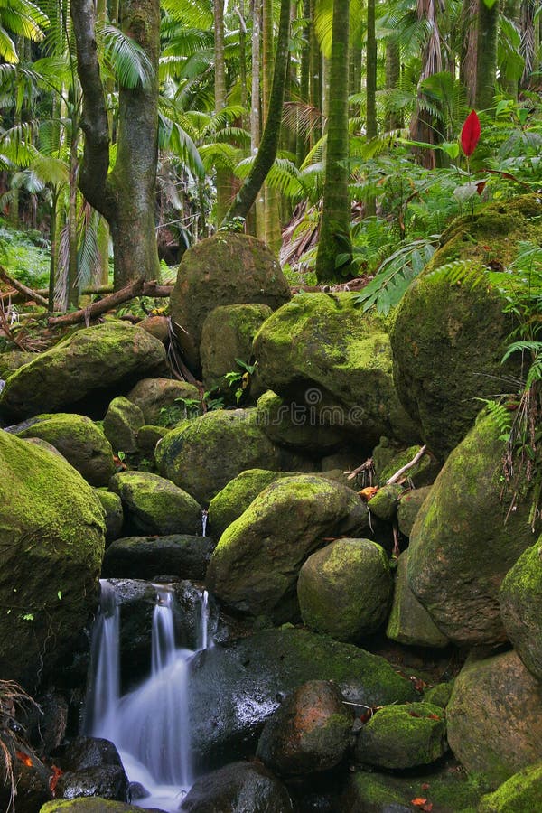 Selva verde de Hawaii foto de archivo. Imagen de viaje - 6124086