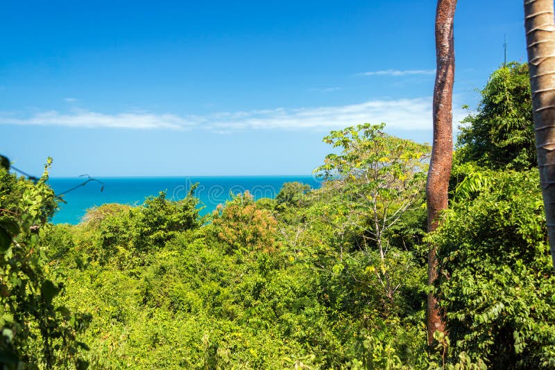 Selva verde enorme imagen de archivo. Imagen de arena - 39705979