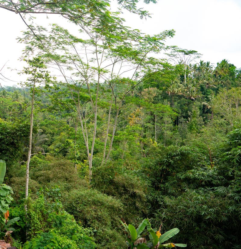Selva Verde Enorme En La Vertical De Bali Indonesia Foto de archivo ...