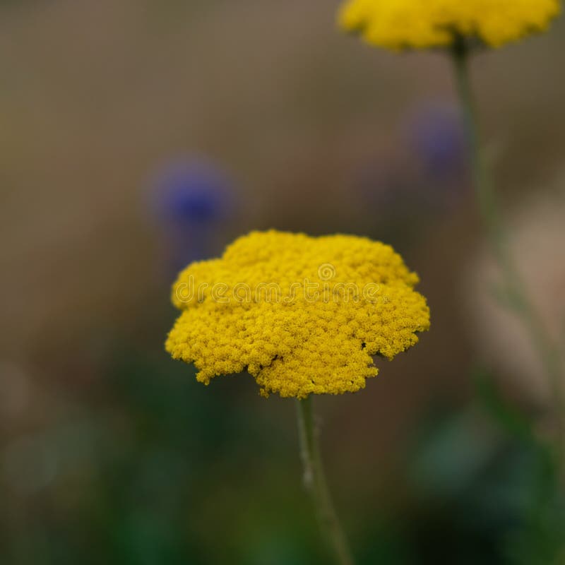 Selvaggio immagine stock. Immagine di selvaggio, giardino - 100229829