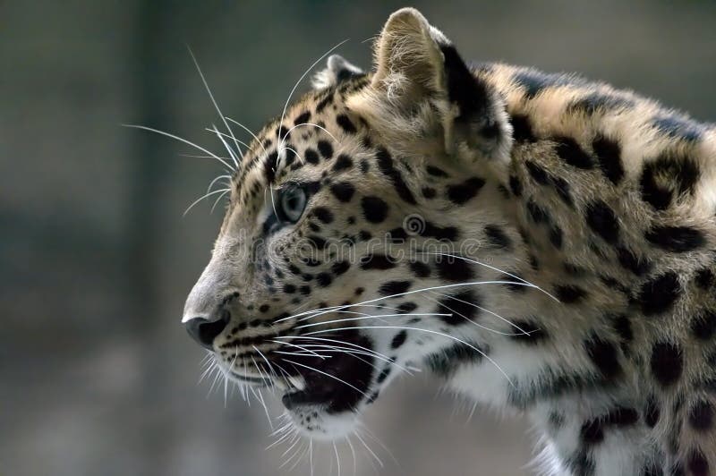 Selvaggio immagine stock. Immagine di selvaggio, leopardo - 2127557