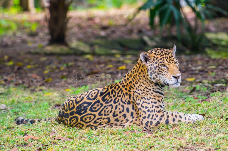 Puma En Un Parque Zoológico México, Tabasco, Villahermosa Foto de ...