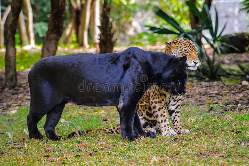 Caza De La Pantera Negra Fotos - Libres de Derechos y Gratuitas de ...