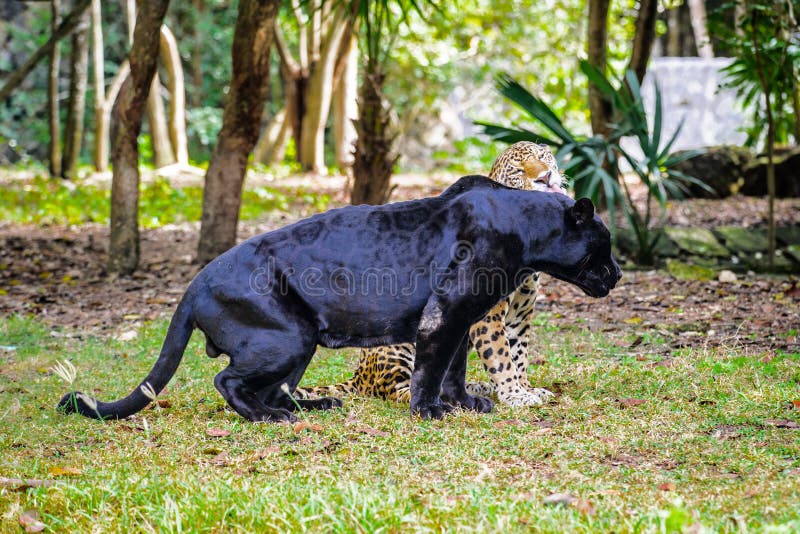 Caza De La Pantera Negra Fotos - Libres de Derechos y Gratuitas de ...