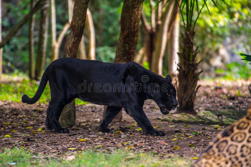 Caza De La Pantera Negra Fotos - Libres de Derechos y Gratuitas de ...