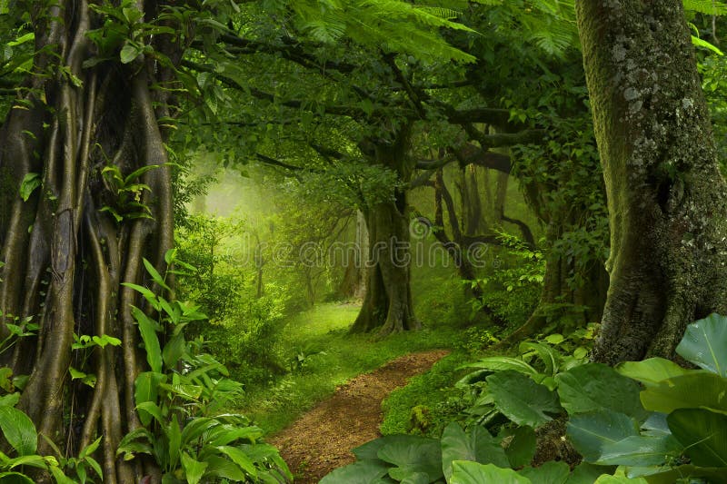 Selvas Tropicales Profundas Foto de archivo - Imagen de hierba ...