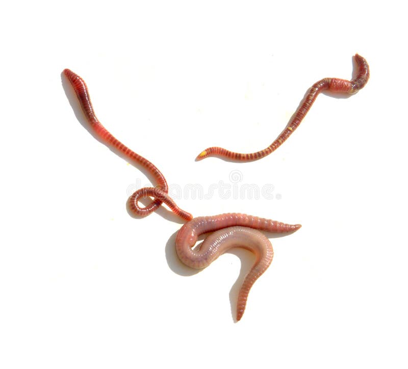 Sem-fim imagem de stock. Imagem de isolado, gole, fauna - 14043297