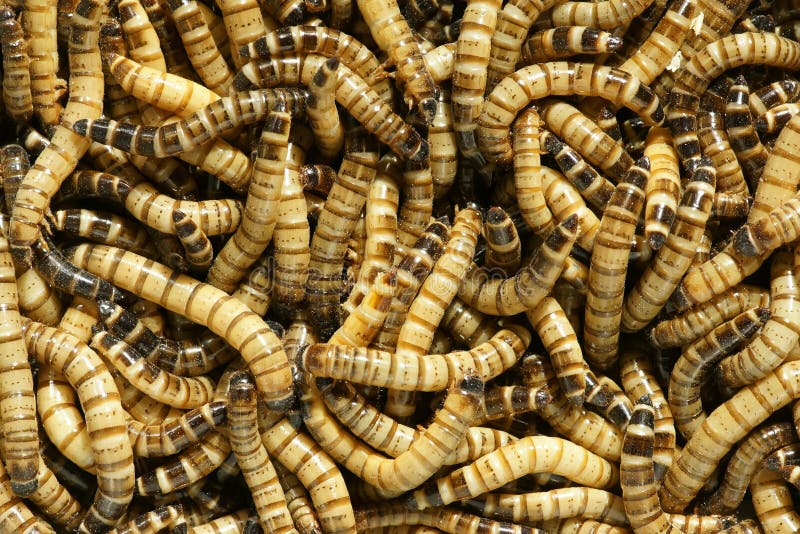 Sem-fins Da Larva Ou Besouro De Rinoceronte Do Coco Alimento Dos ...