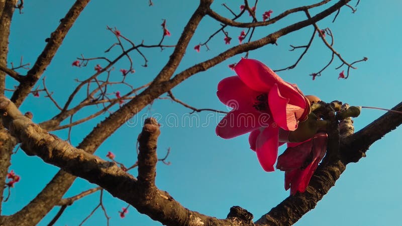 Semal flower stock image. Image of tree, pink, semal - 183595575