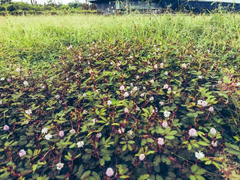 A Semalu Tree Grows on the Edge of the Forest. Stock Image - Image of ...