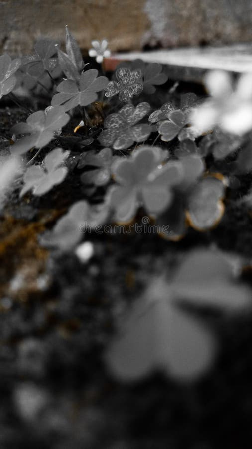 Monocrom Good Stock Photos - Free & Royalty-Free Stock Photos from ...