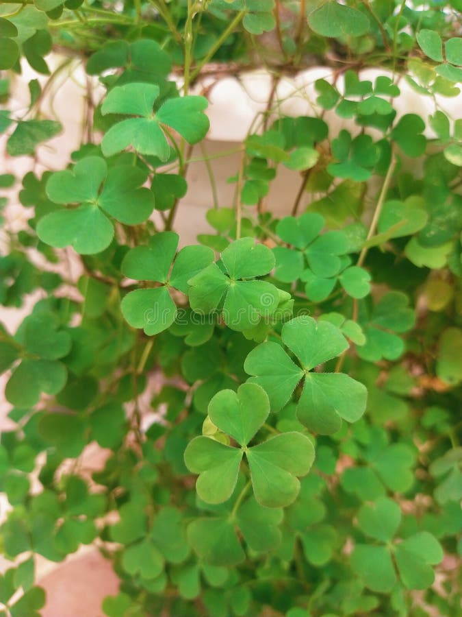 Semanggi Love Stock Photos - Free & Royalty-Free Stock Photos from ...