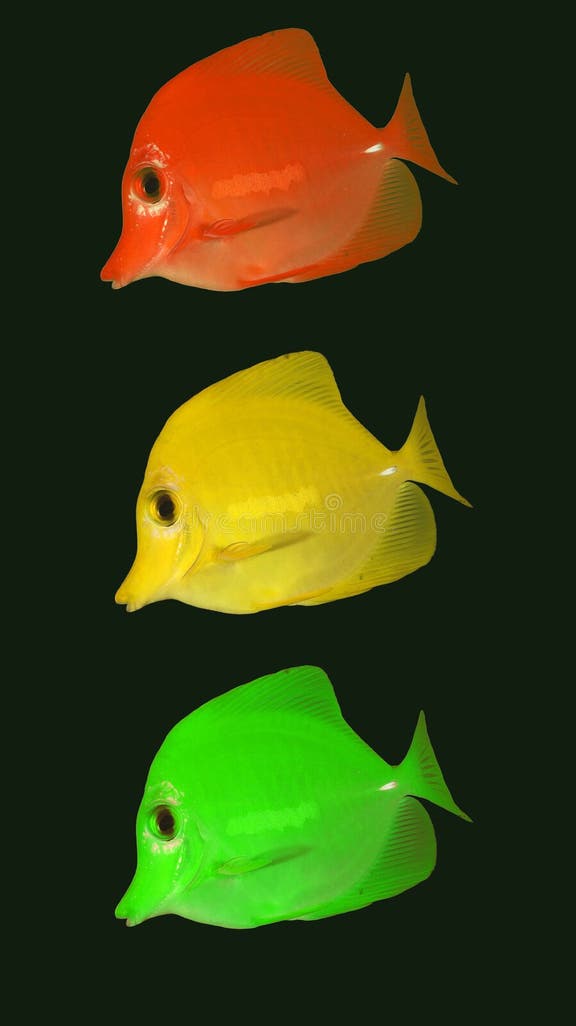 Semaphore stock photo. Image of nature, abstract, fish - 1577216