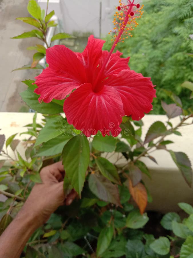 Sembaruthi Flower & Nature Gardens Stock Photo - Image of sembaruthi ...