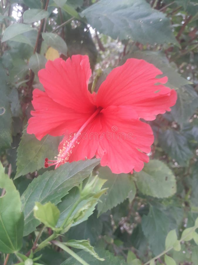 Sembaruthi Flower Stock Photos - Free & Royalty-Free Stock Photos from ...