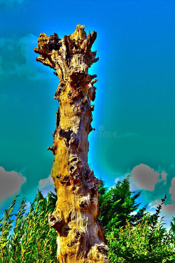 HDR effect tree stock image. Image of effect, semblance - 218999719