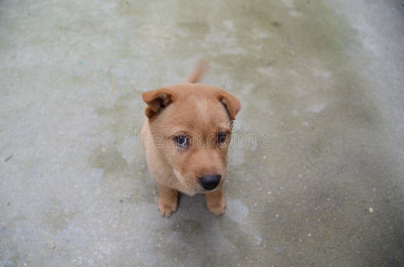 Sembri il cane tagliente immagine stock. Immagine di quando - 40913391